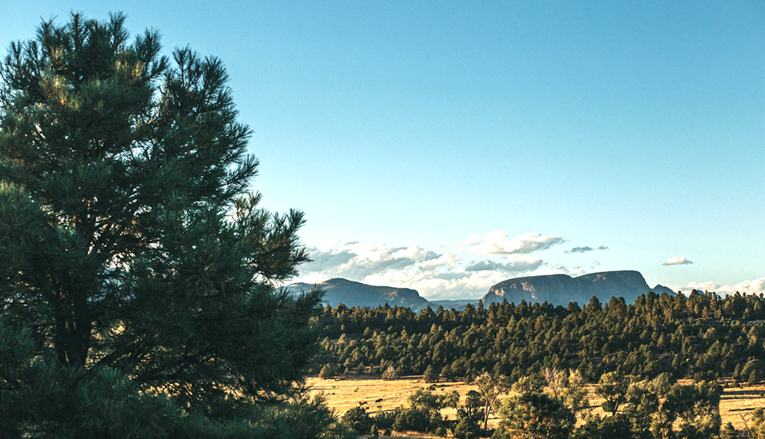 Juniper Firewood For Sale: Juniper Supplier